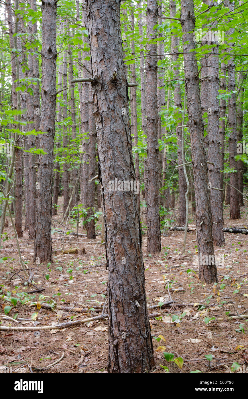 A young Red Pine Forest ( Pinus resinosa ) during the summer months in ...