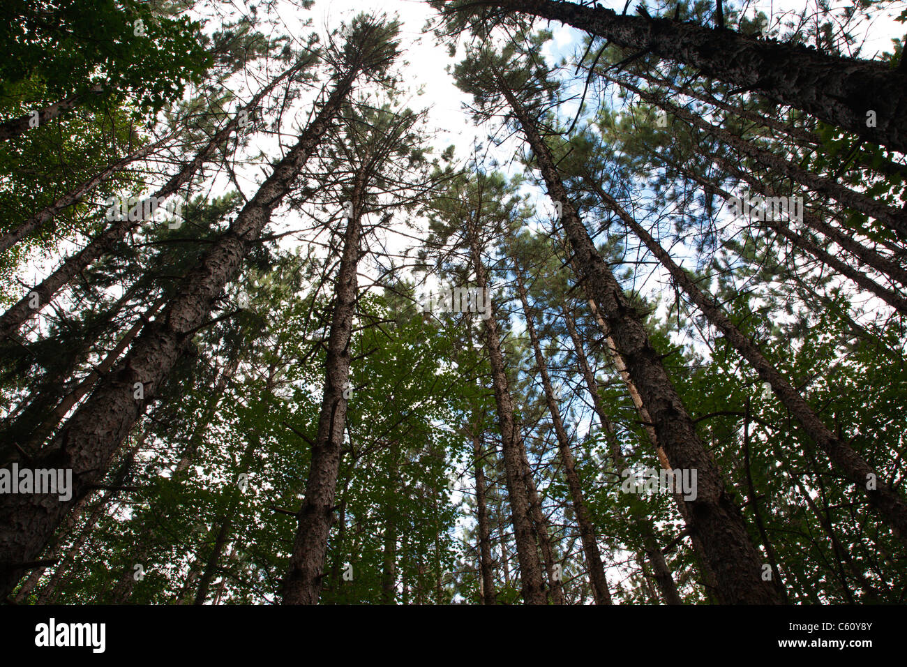 Canopy of Red Pine Forest ( Pinus resinosa ) during the summer months ...