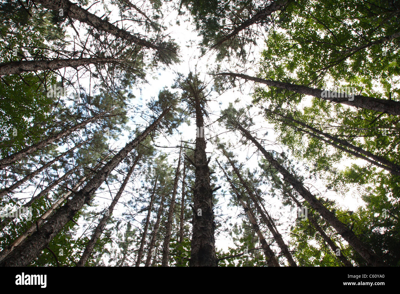 Canopy of Red Pine Forest ( Pinus resinosa ) during the summer months ...