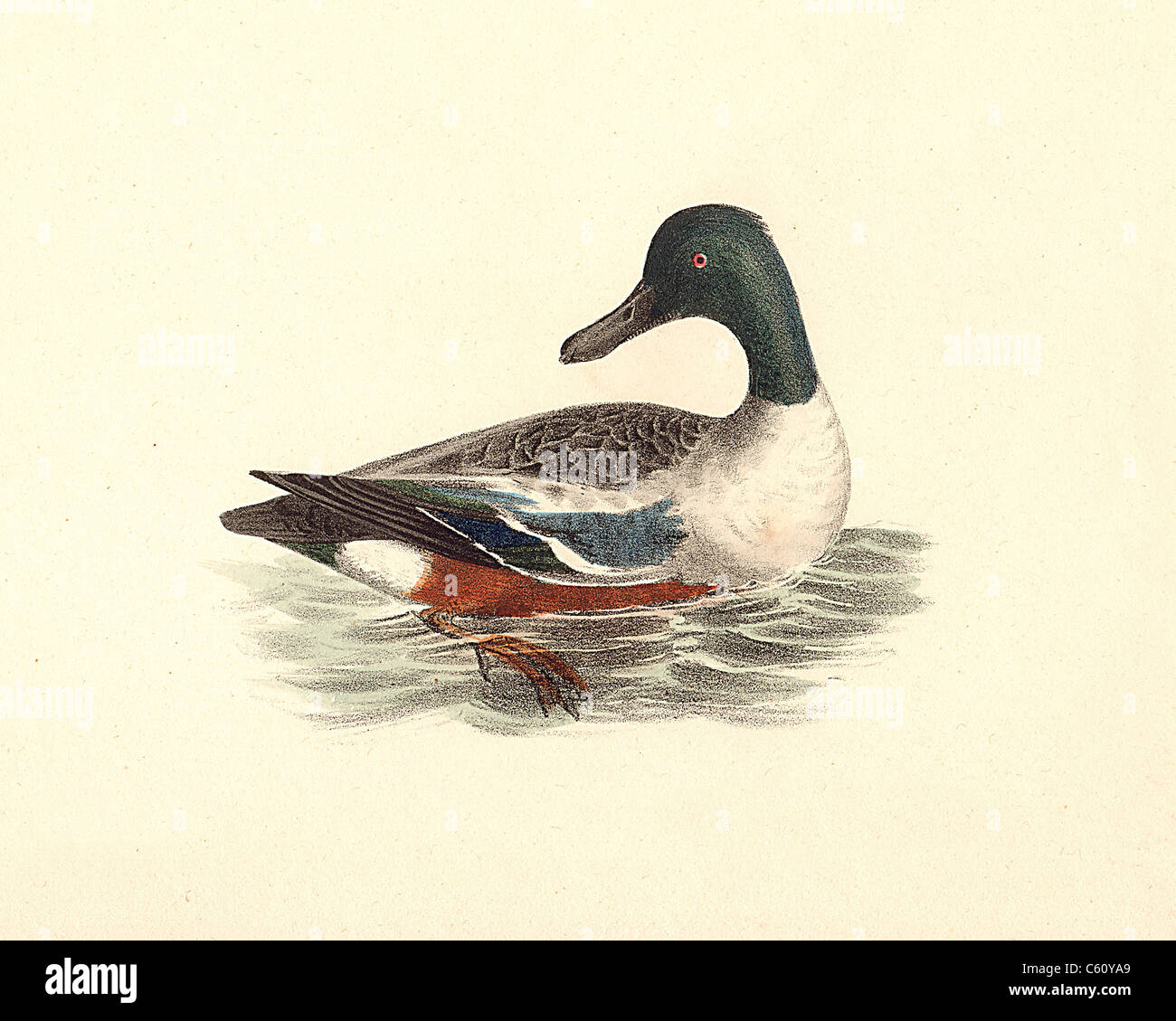 The Shoveller or Spoonbill (The Northern Shoveler) (Anas clypeata ...