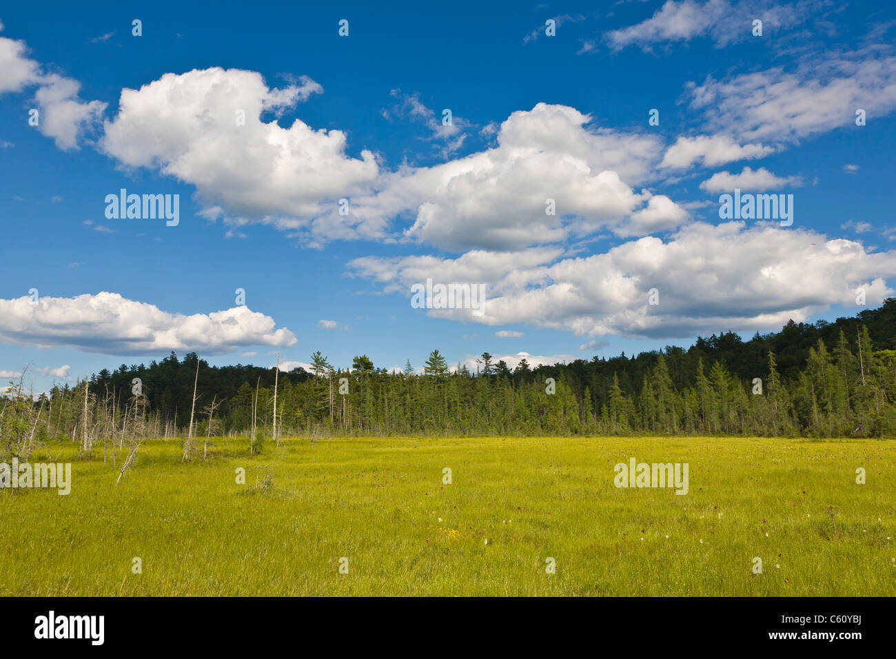 Ferds Bog in the Adirondack Mountains near Inlet New York Stock Photo ...