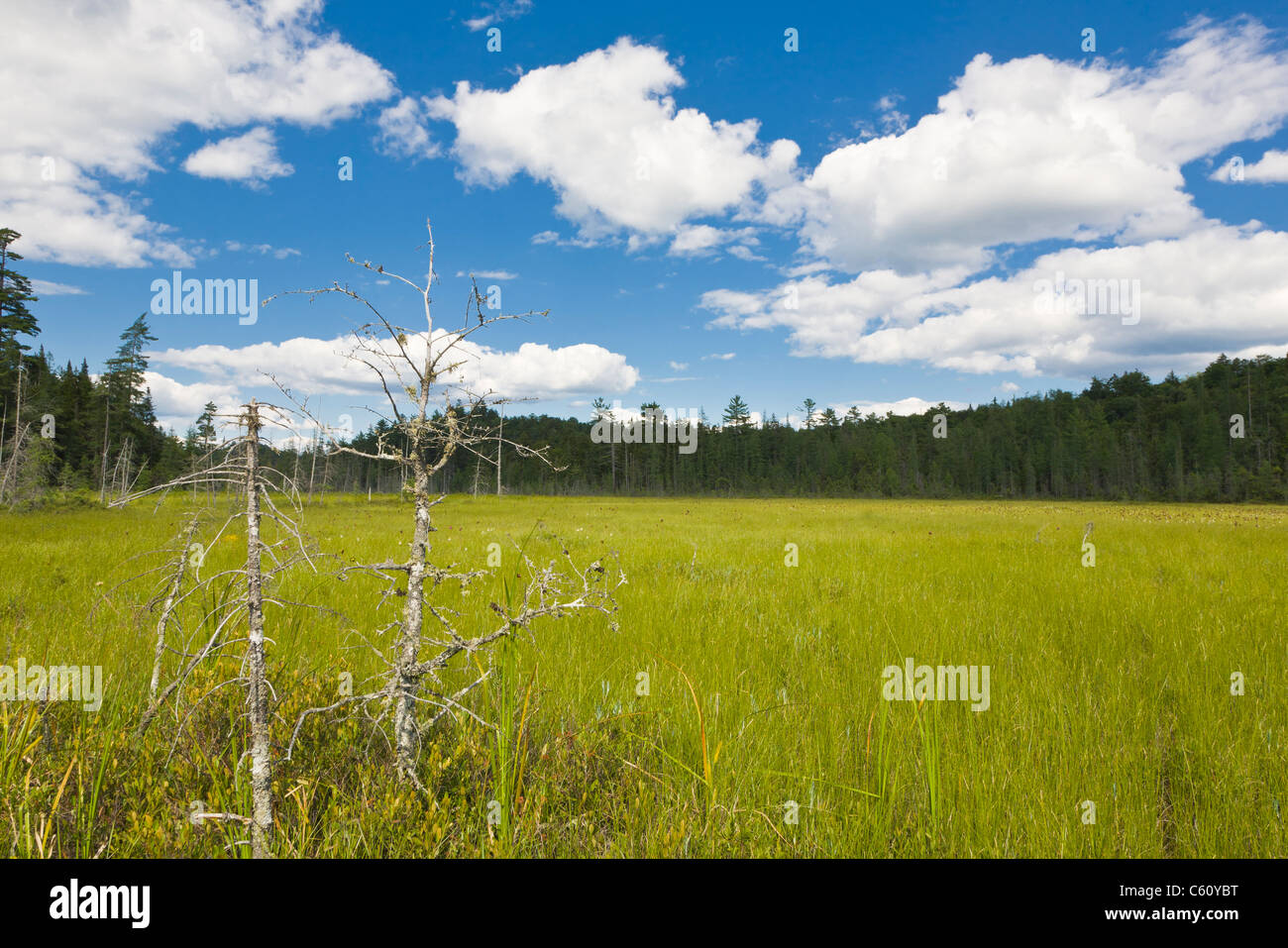Bog new york hi-res stock photography and images - Alamy