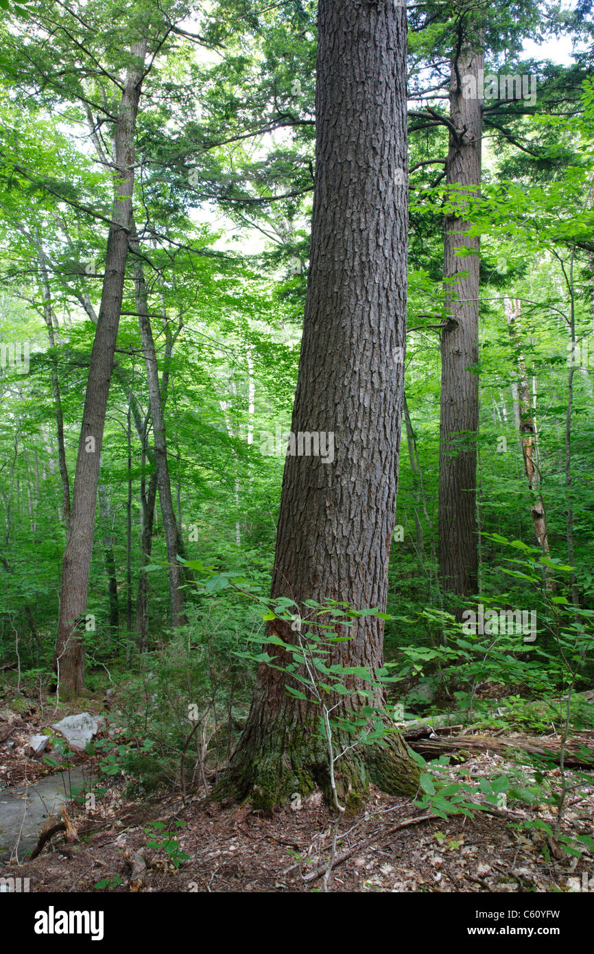 Hemlock - spruce - northern hardwood Forest during the summer months in ...