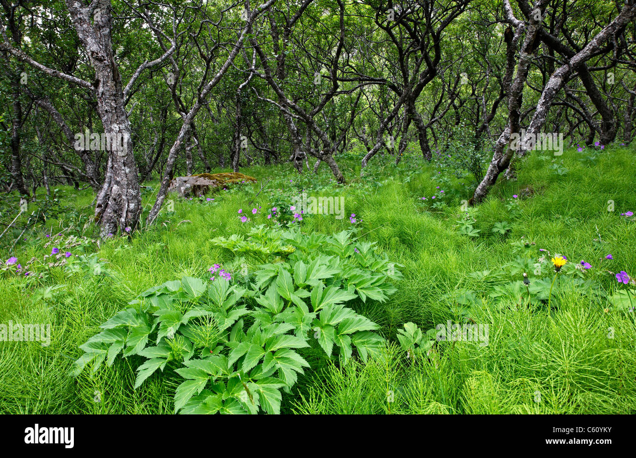 Plants in Skaftafell National Park, Iceland Stock Photo - Alamy