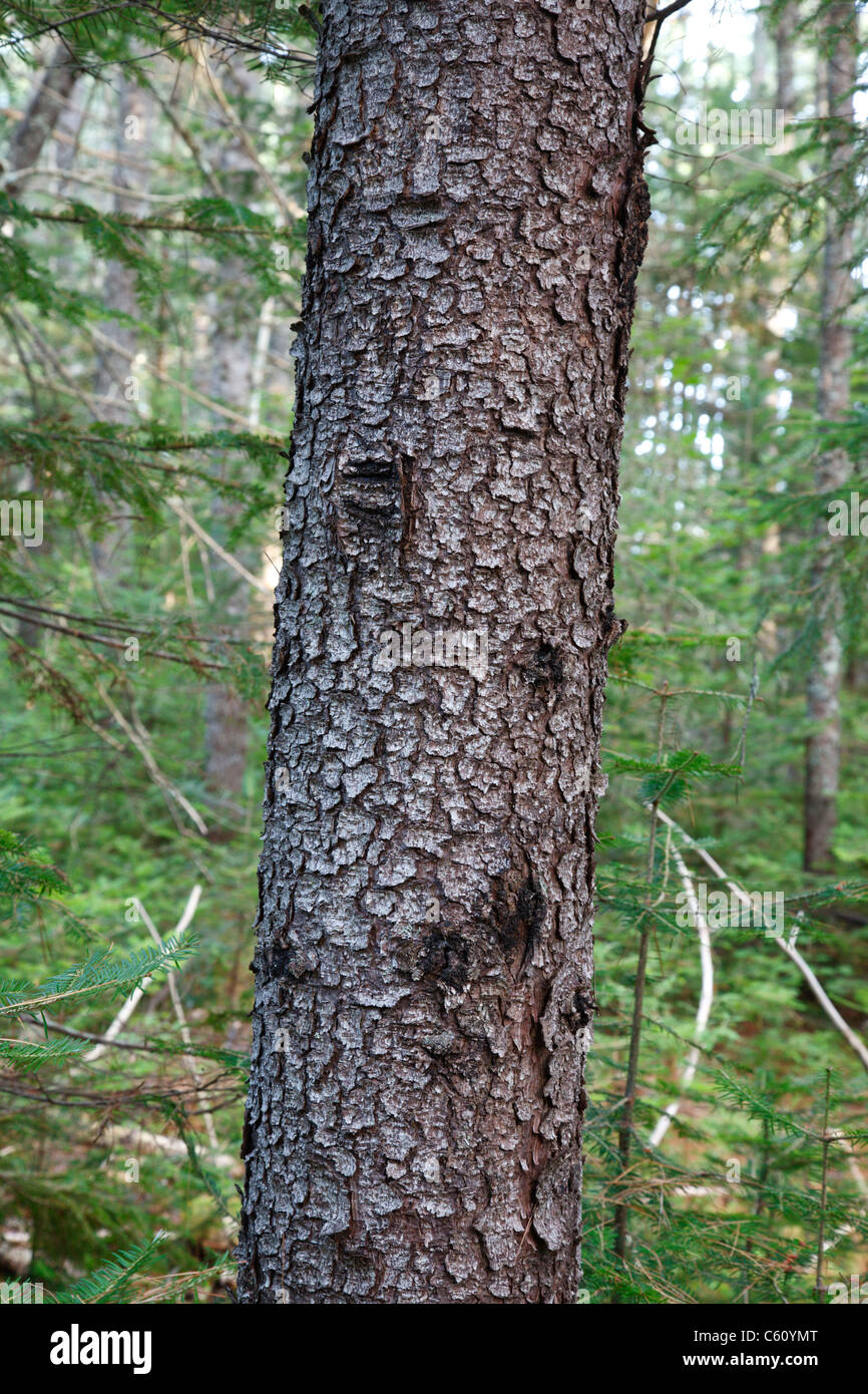 Black Spruce Bark