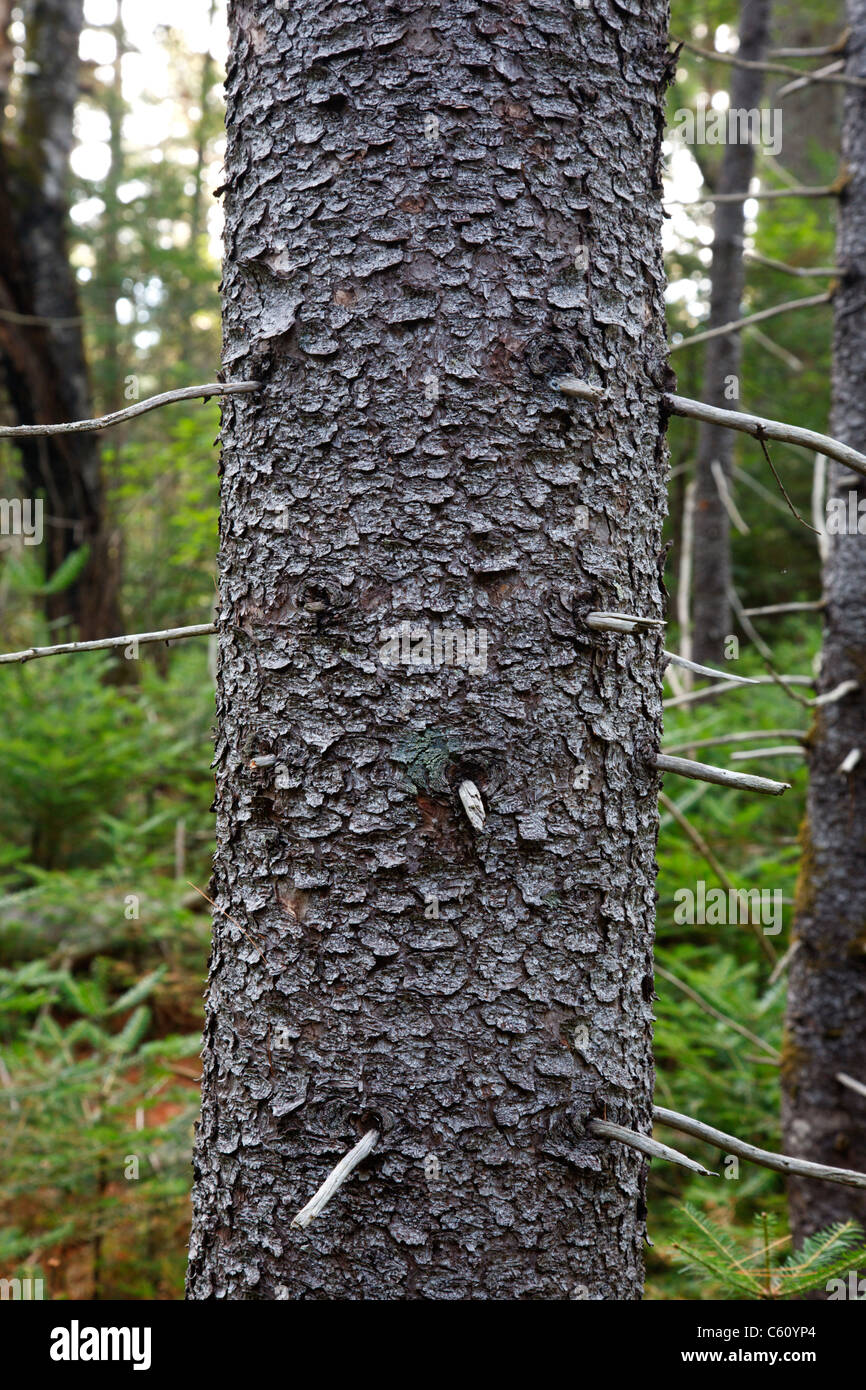 Black Spruce Bark