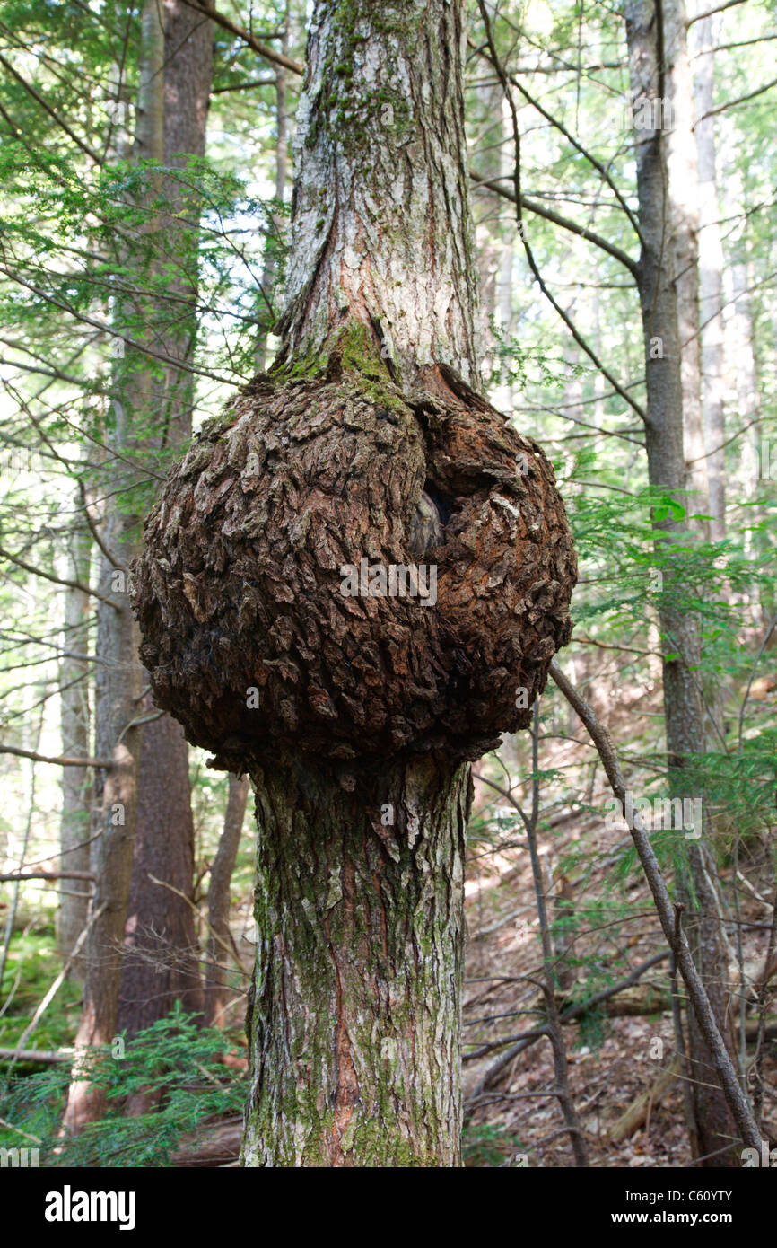 Burl on Sugar maple tree at Rocky Gorge Scenic Area during the summer ...