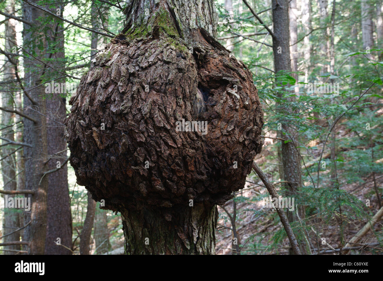 Burl on Sugar maple tree at Rocky Gorge Scenic Area during the summer ...