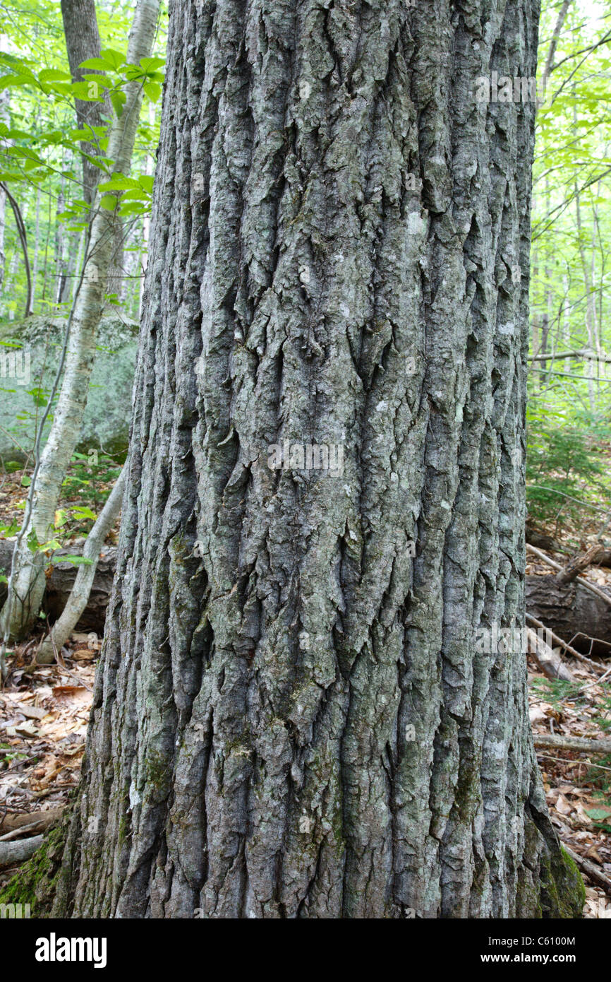 Bark of a old Bigtooth Aspen - (Populus grandidentata) along the ...