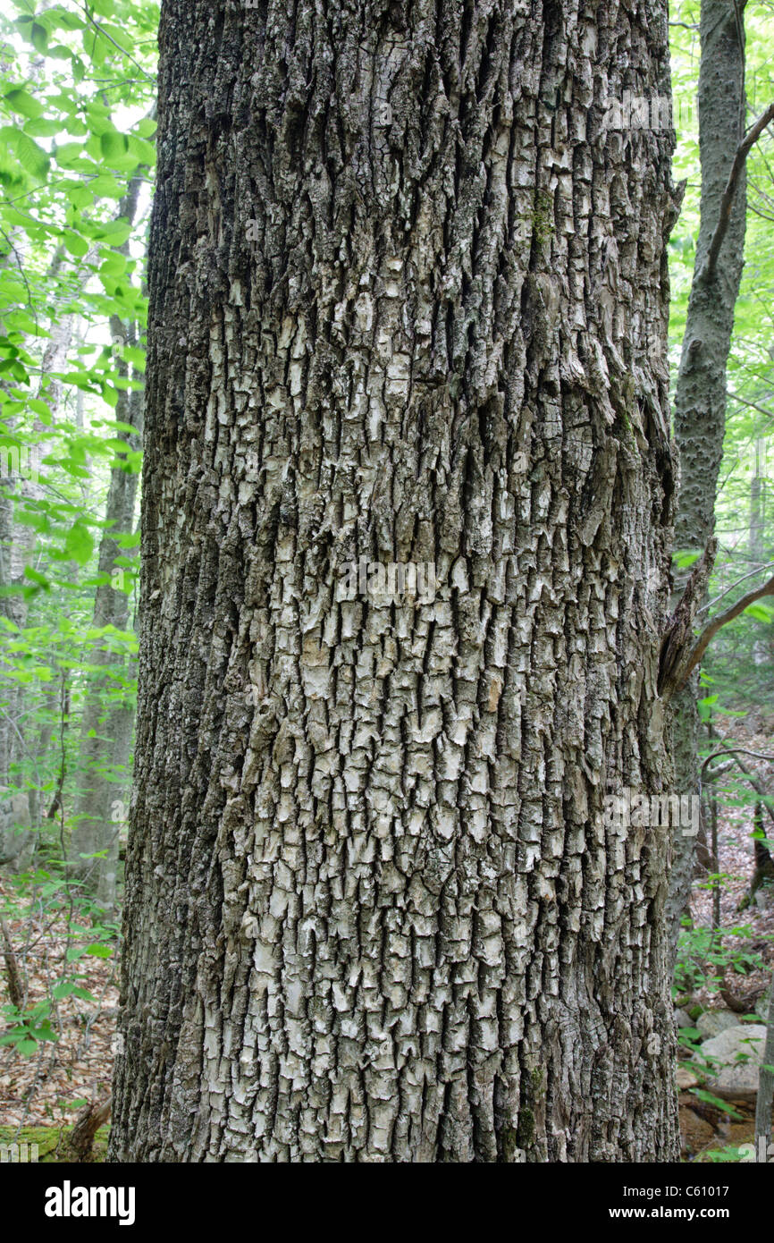 Bark of a mature White Ash - (Fraxinus americana) - along the Attitash ...