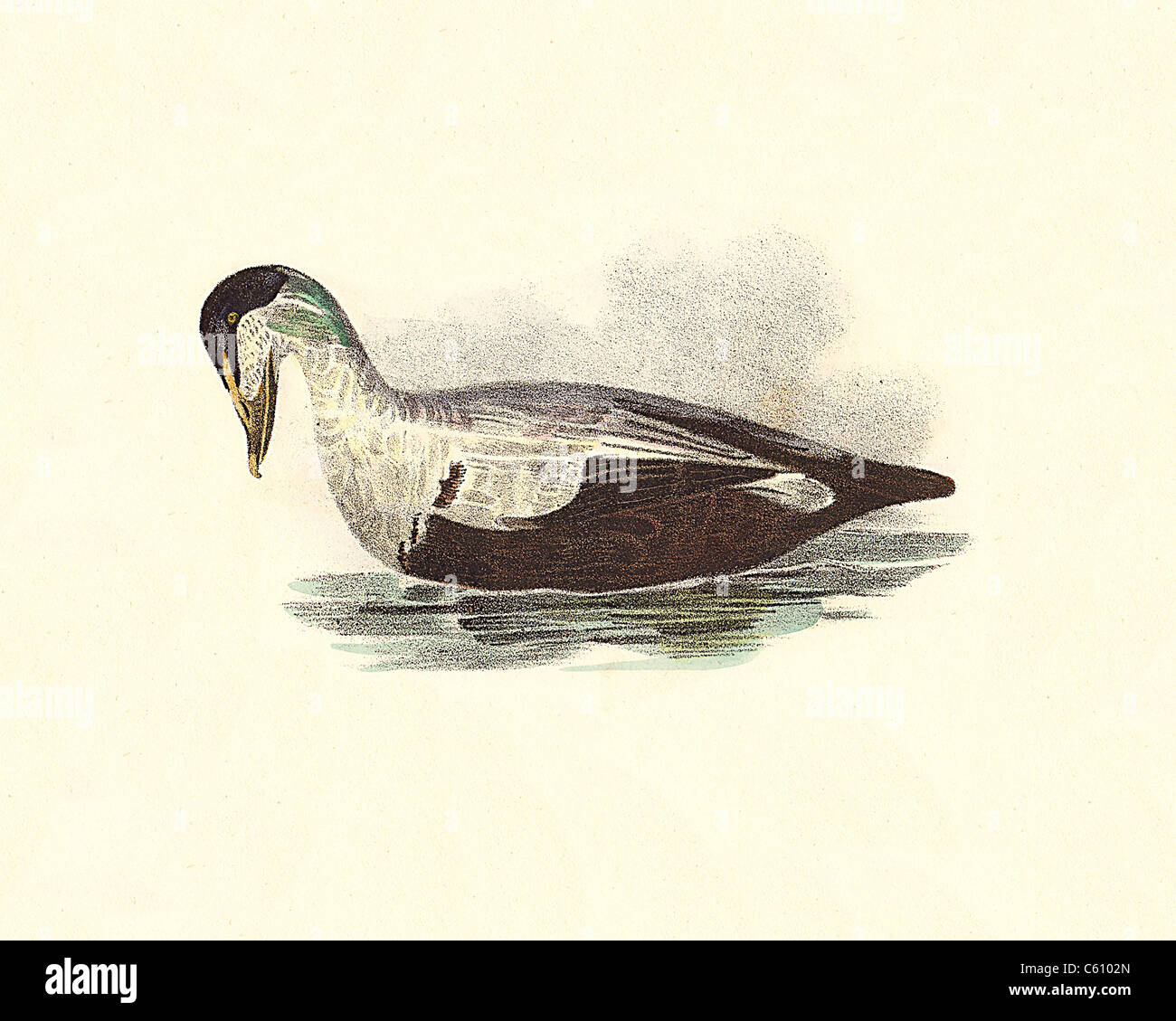 Cuddy s duck hi-res stock photography and images - Alamy