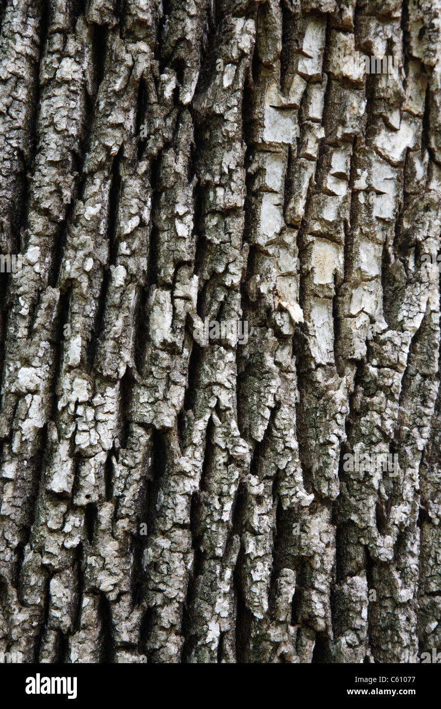 Bark of an mature White Ash - (Fraxinus americana) - along the Attitash ...