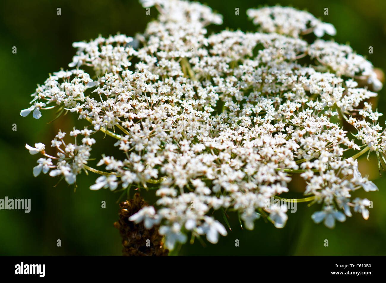 Field grass yarrow stem hi-res stock photography and images - Alamy
