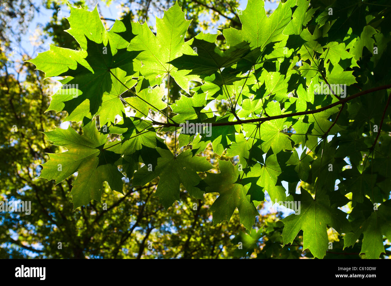 Leaves illuminate in the sunlight bright and strong green Stock Photo ...