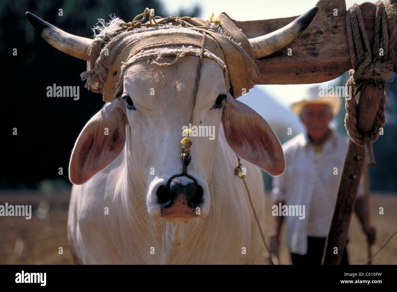 Cow harness hi-res stock photography and images - Alamy