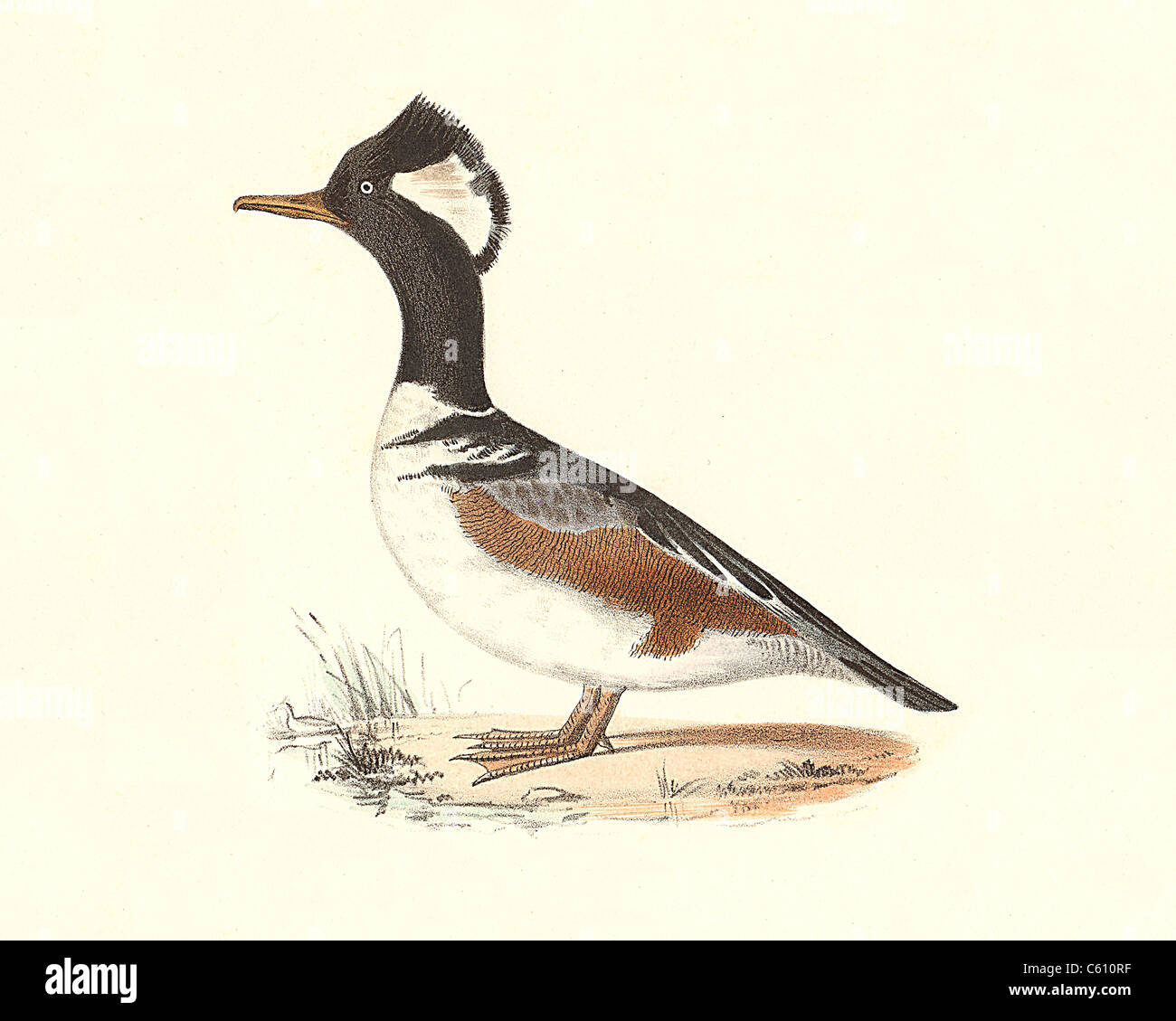 High resolution duck picture hi-res stock photography and images - Alamy