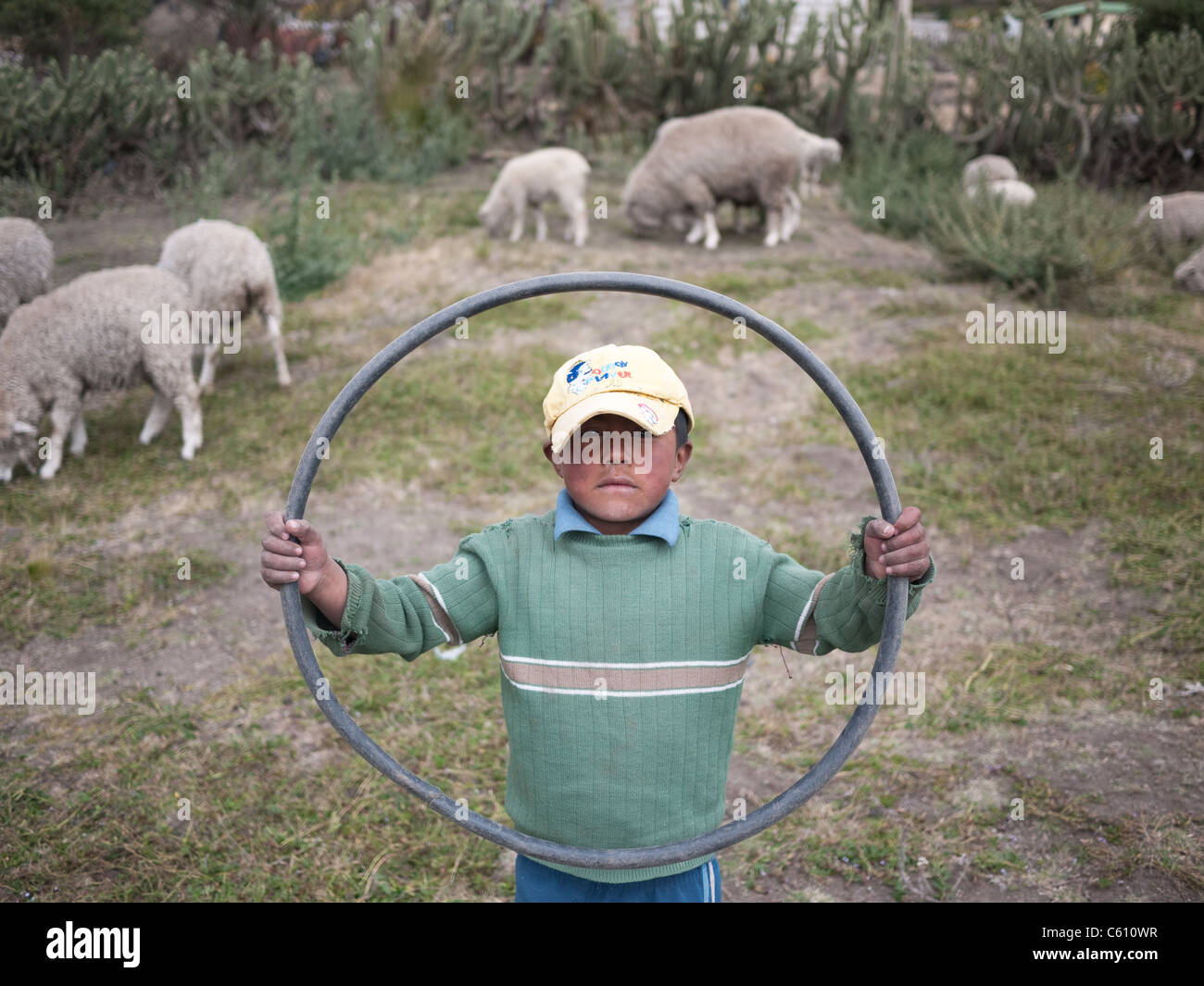 South american sheep hi-res stock photography and images - Alamy