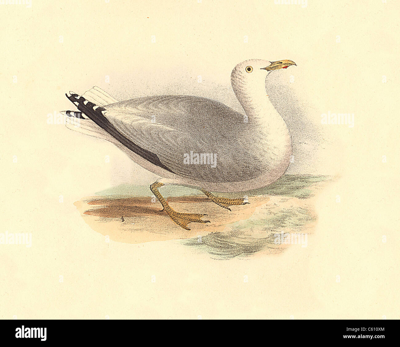 The Winter Gull, Herring Gull, Smithsonian Gull (Larus argentatus ...