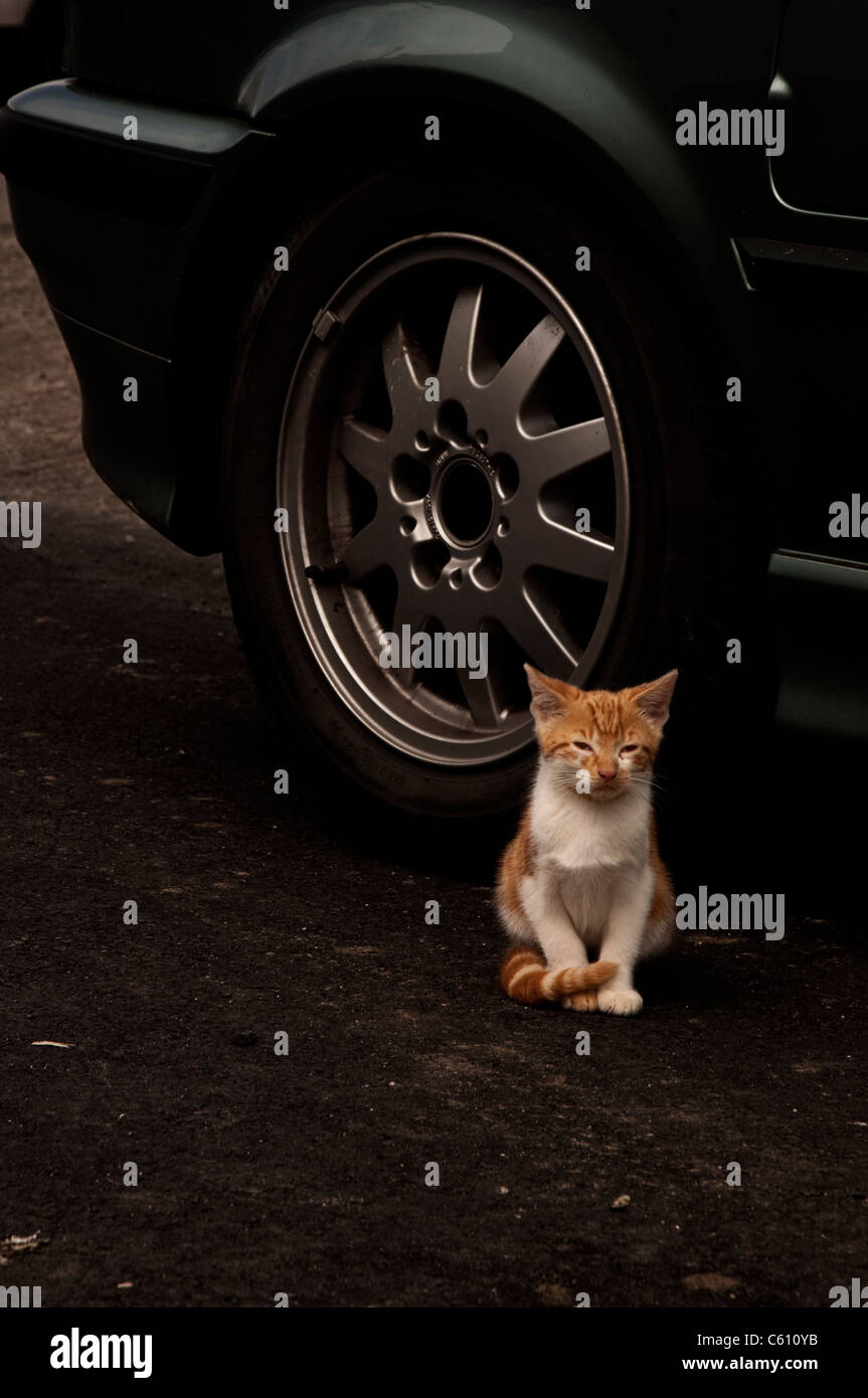 Kitten on the Road Stock Photo - Alamy
