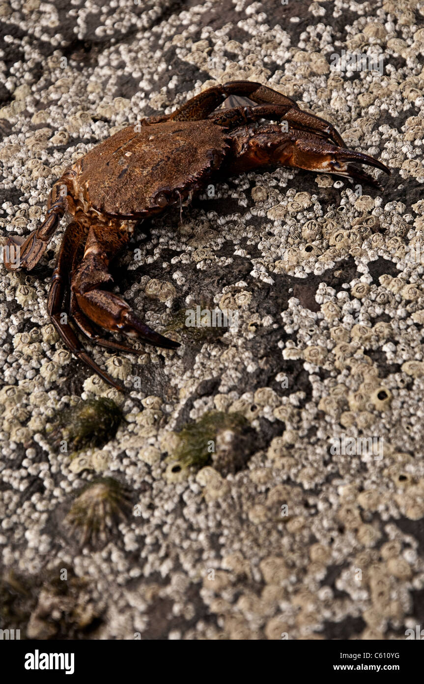 Crustaceans seaside beach hi-res stock photography and images - Alamy
