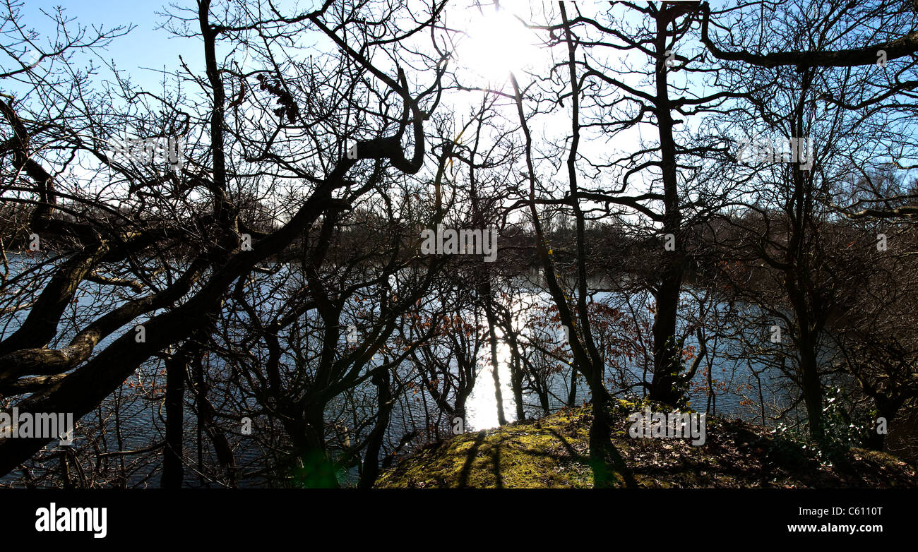 Bright light on trees hi-res stock photography and images - Alamy