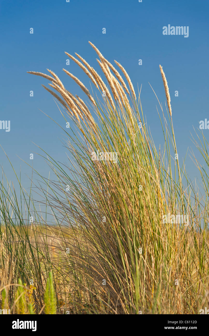 Pioneer dune plant hi-res stock photography and images - Alamy