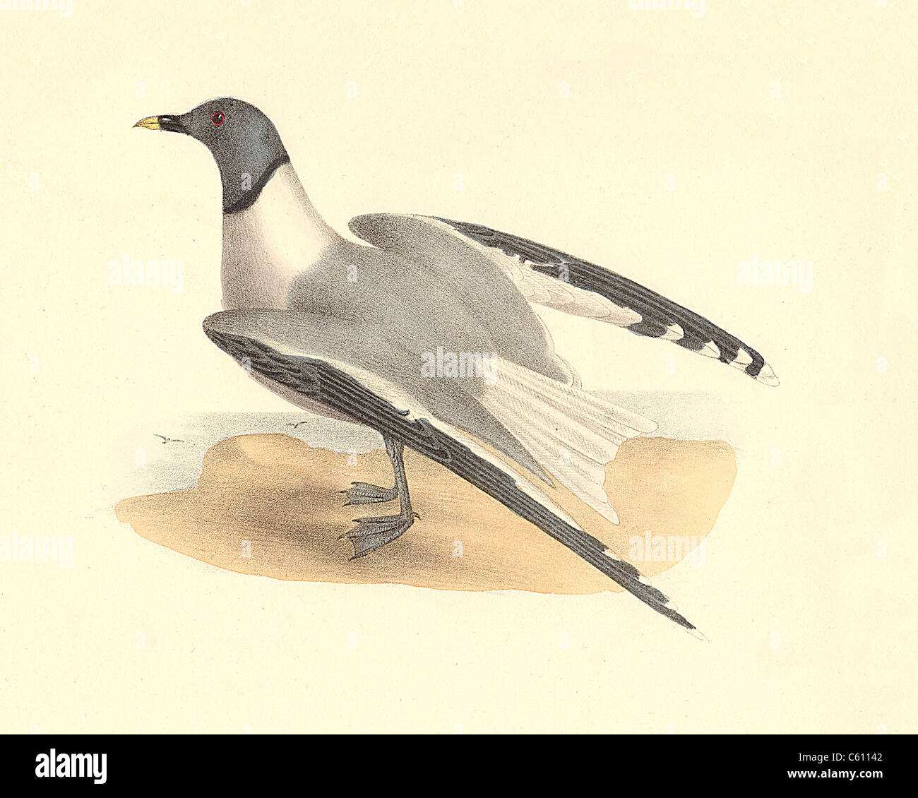 Sabine's Gull, Fork-tailed Gull, Xeme (Larus sabini, Xema sabini ...