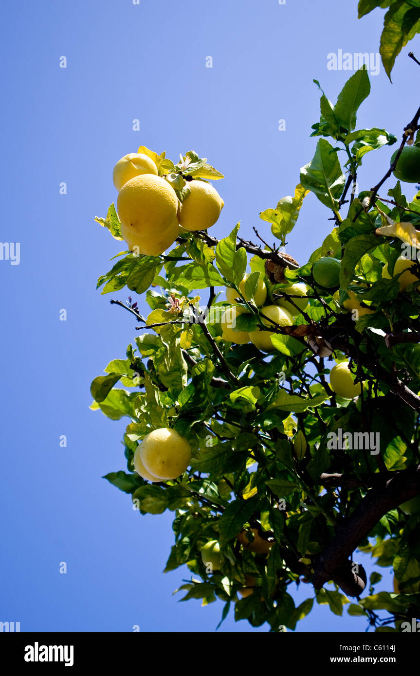 Grapefruit tree hi-res stock photography and images - Alamy