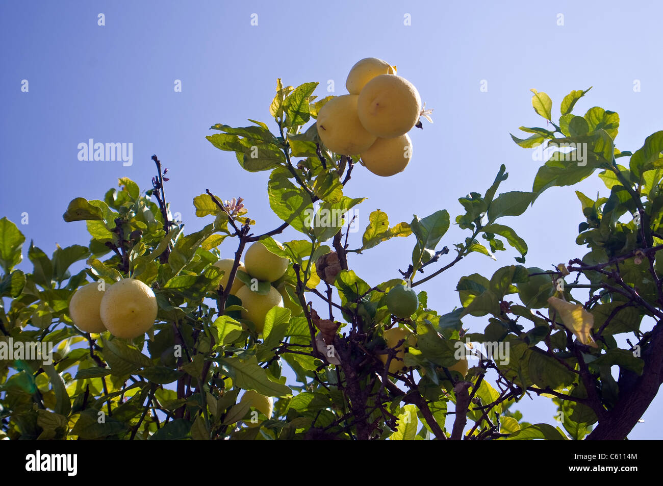 grapefruit-tree with fruit in California Stock Photo - Alamy