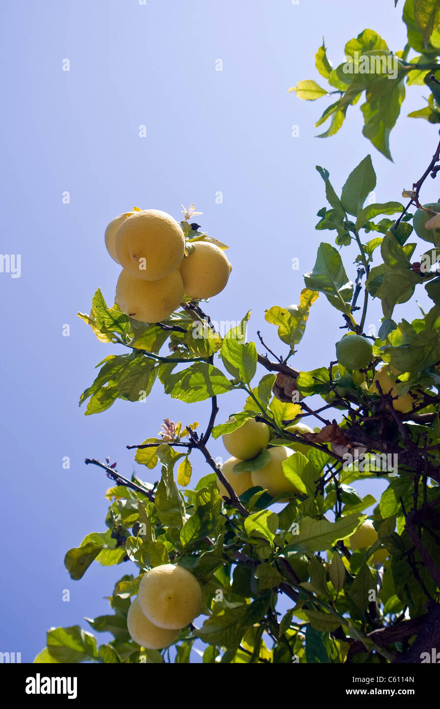 grapefruit-tree with fruit in California Stock Photo - Alamy