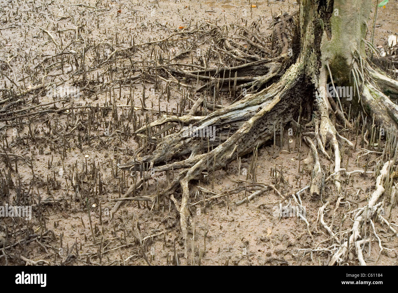 Closeup of a section of a mangrove swamp Stock Photo - Alamy