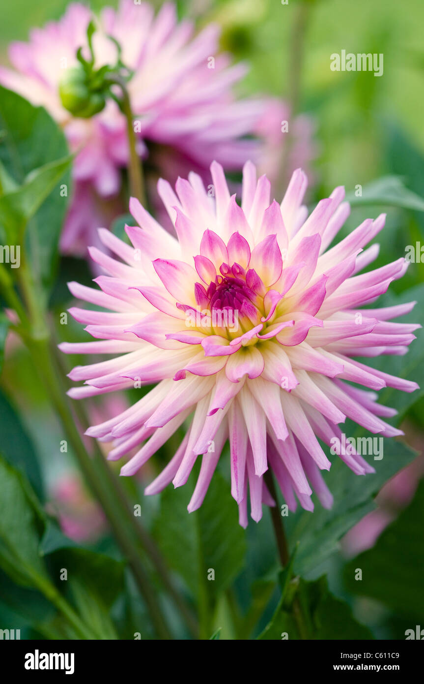 Dahlia hapet hi-res stock photography and images - Alamy