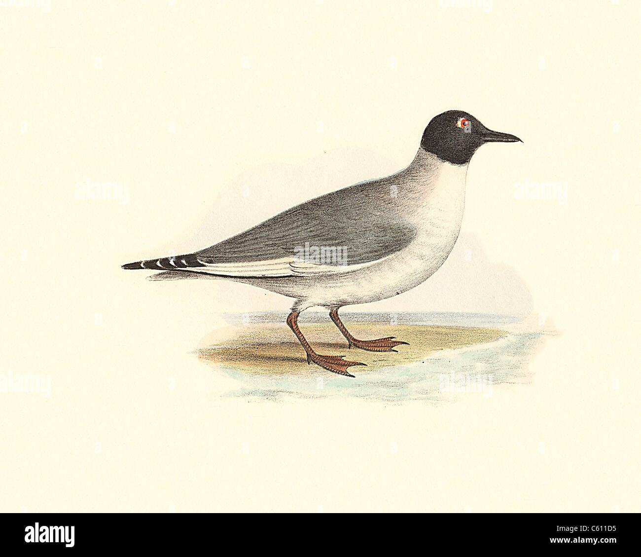 Bonaparte's Gull - summer or breeding (Larus bonaparti, Chroicocephalus ...