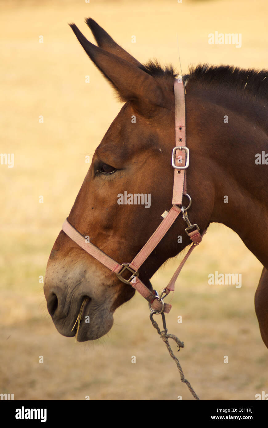 Mule animal hi-res stock photography and images - Alamy