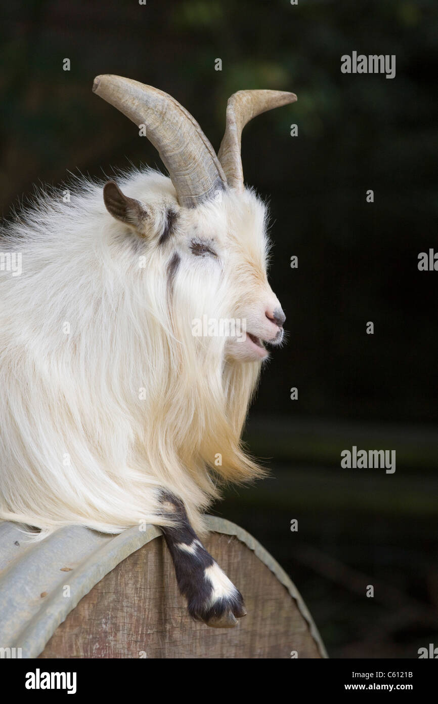 African pygmy goat hi-res stock photography and images - Alamy