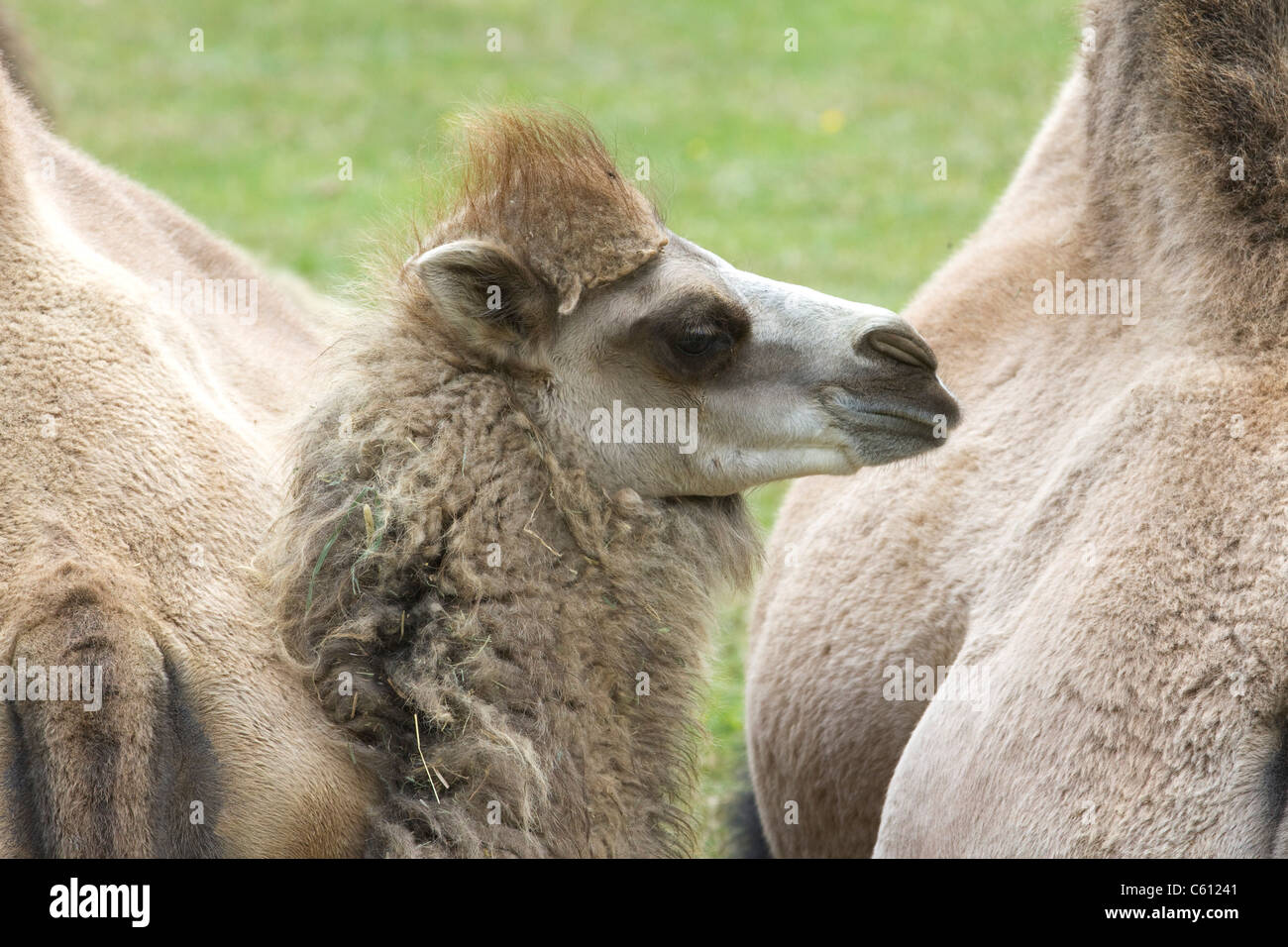 Bactrian camel, Critically endangered in captivity Stock Photo - Alamy