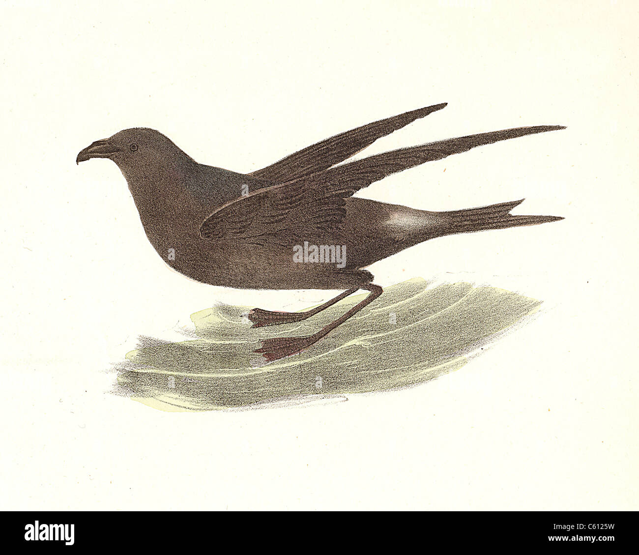 The Fork-tailed Petrel, Leach's Storm Petrel (Thalassidroma leachi ...
