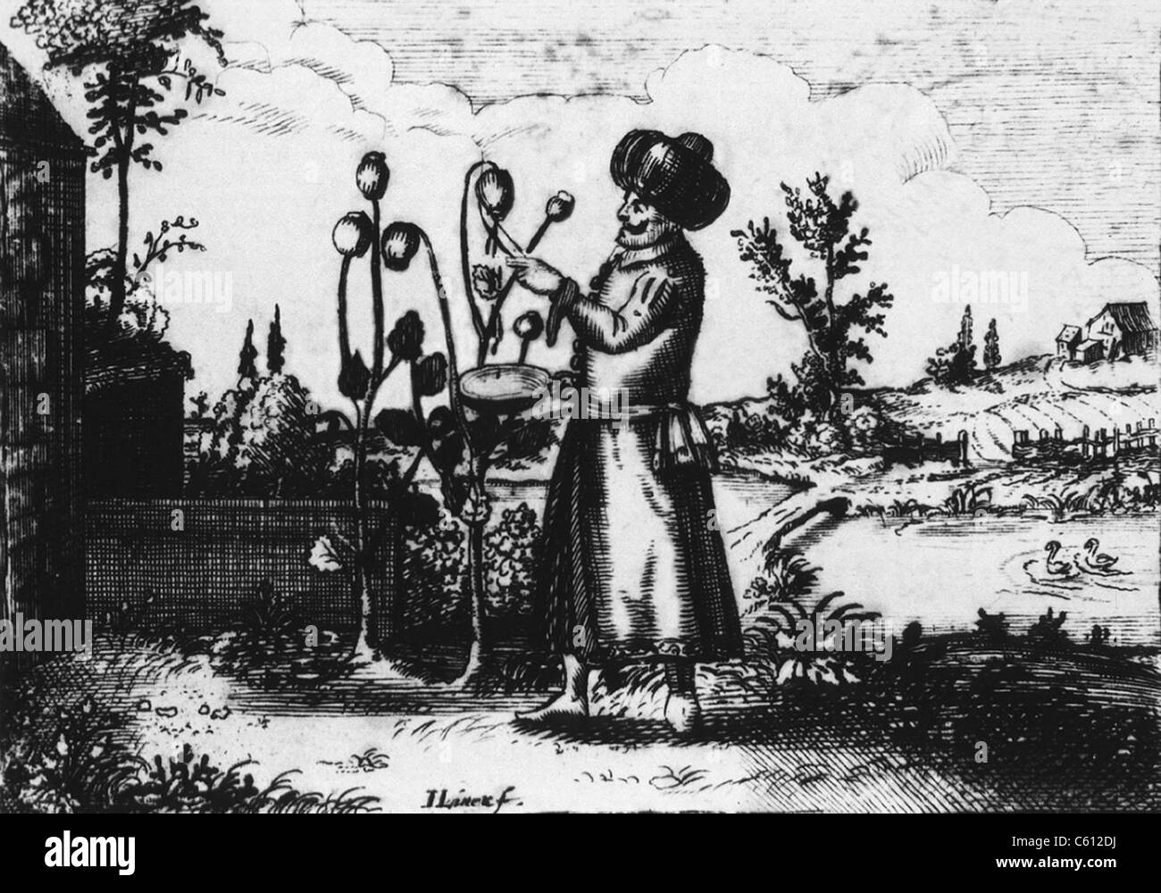 Opium poppy sap hi-res stock photography and images - Alamy