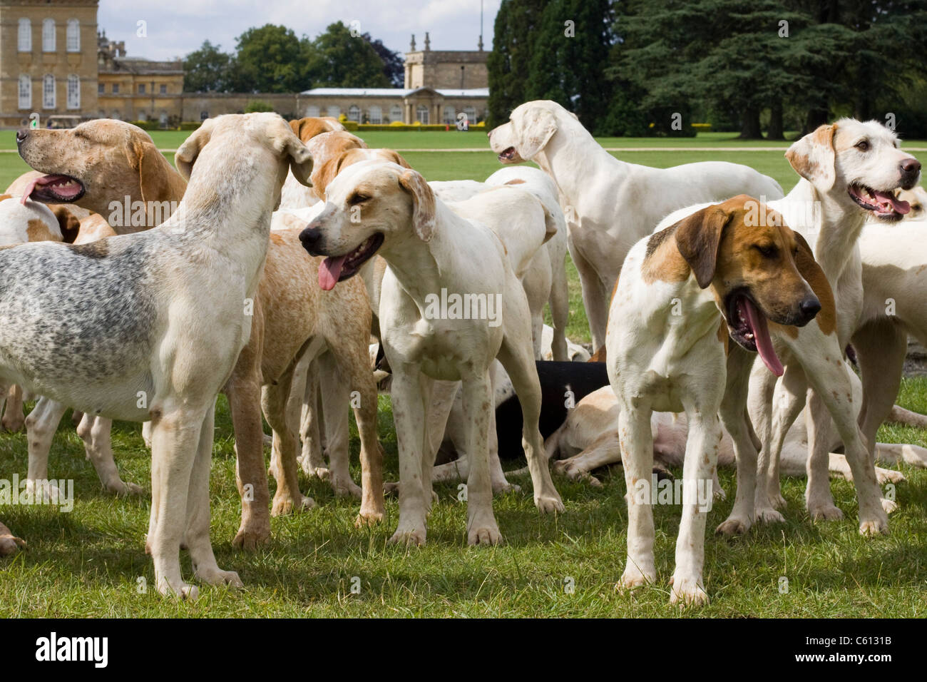 Foxhound pack hi-res stock photography and images - Alamy
