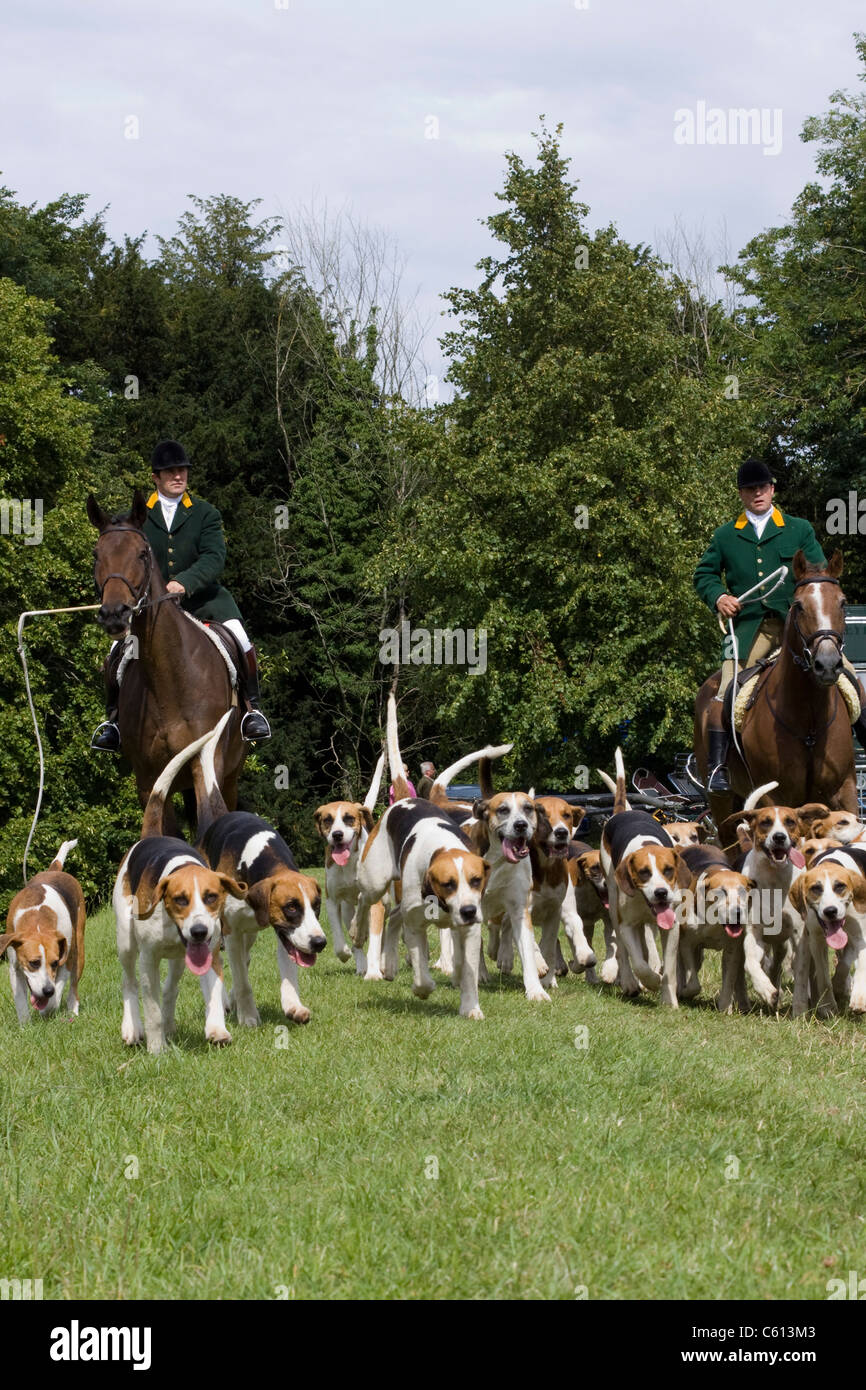 Master of the hunt leading his English foxhounds Stock Photo - Alamy