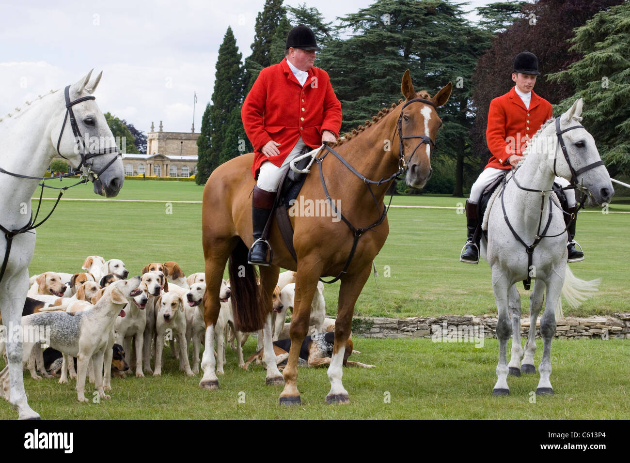 Master of the hunt leading his English foxhounds Stock Photo - Alamy