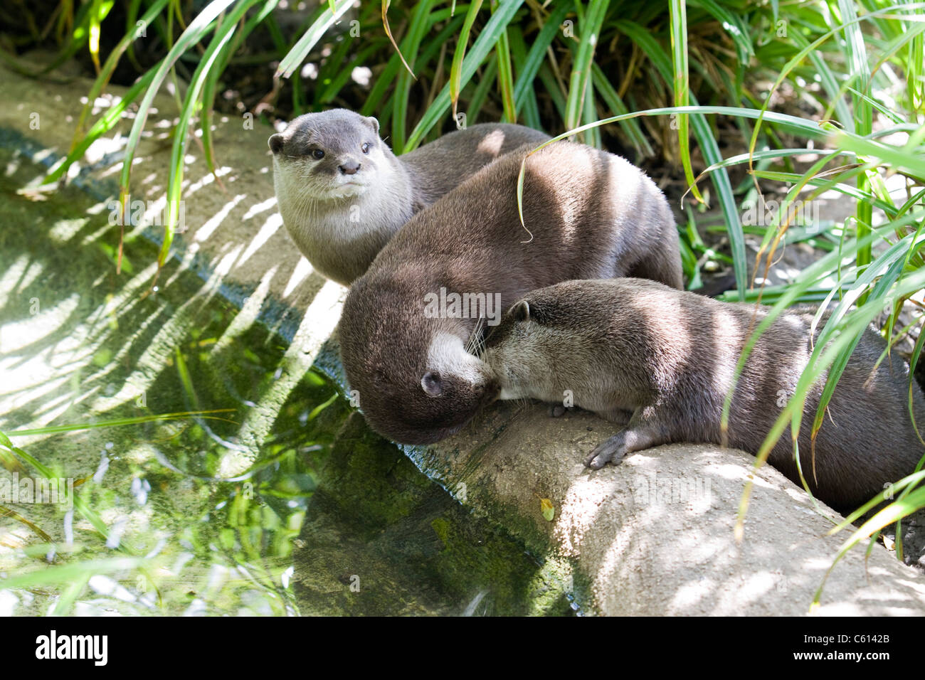 Lontra canadensis Northern river Otter on a log by a stream Stock Photo ...