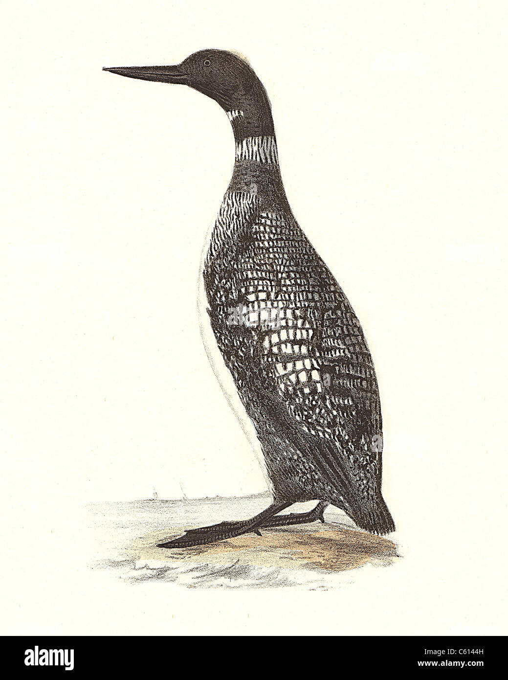 The Great Loon, Common Loon, Great Northern Diver (Colymbus glacialis ...