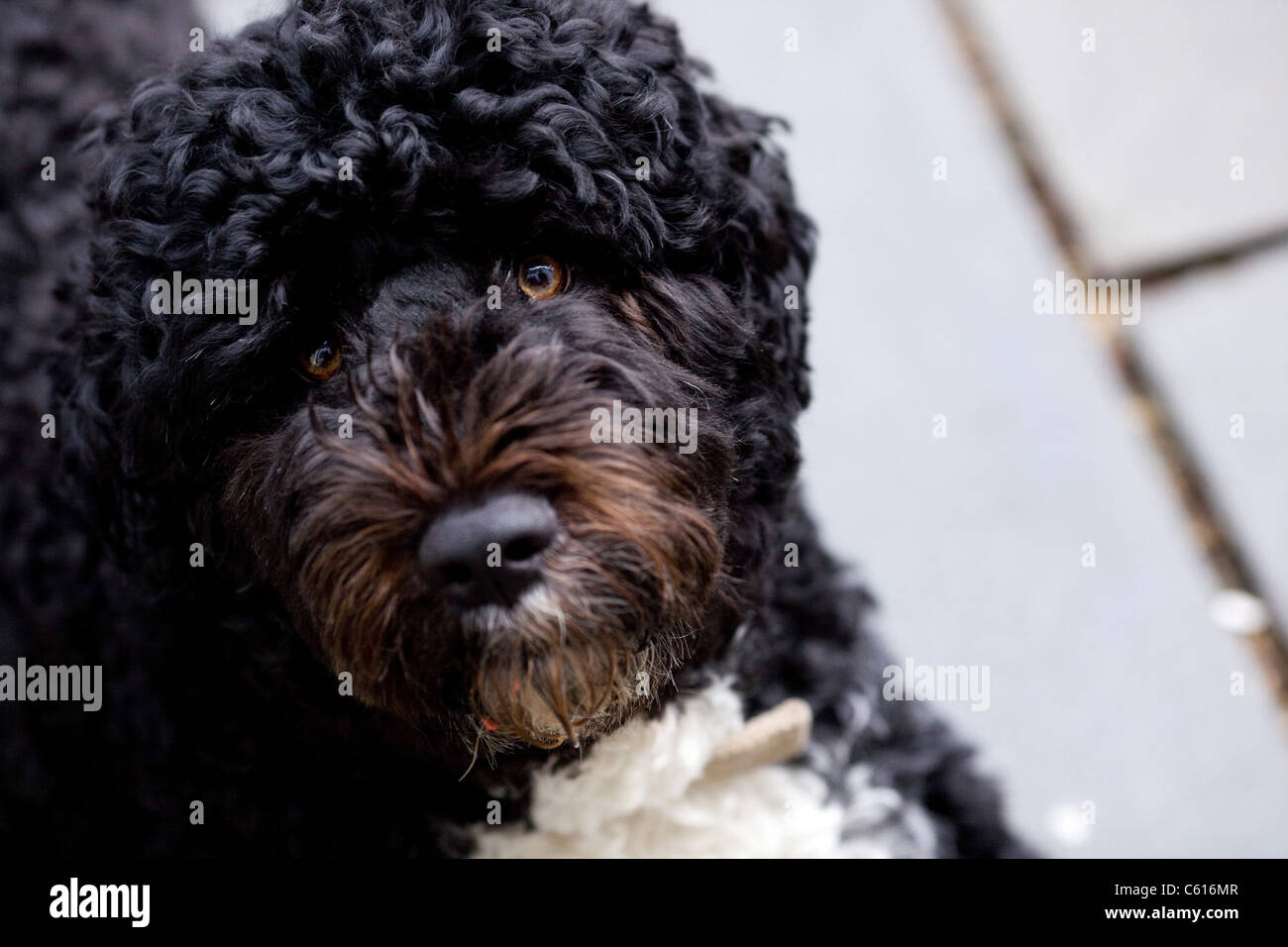 Bo obama dog hi-res stock photography and images - Alamy
