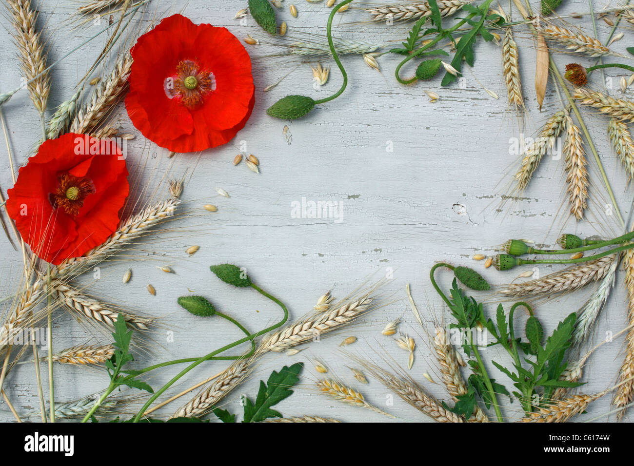 Poppy and rye Stock Photo - Alamy