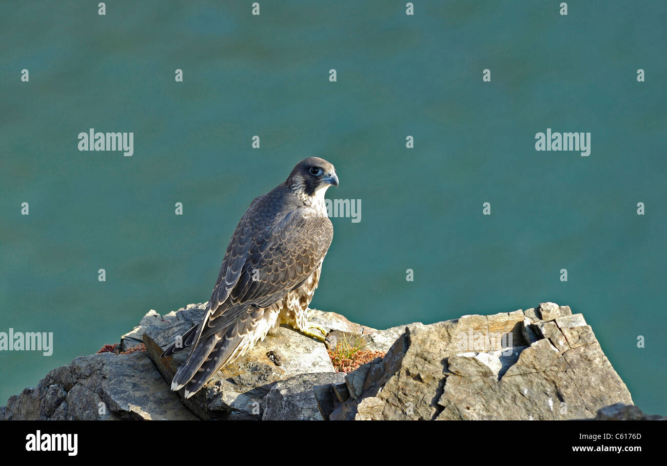Juvenile Peregrine falcon at rest standing on a cliff rock on the coast ...
