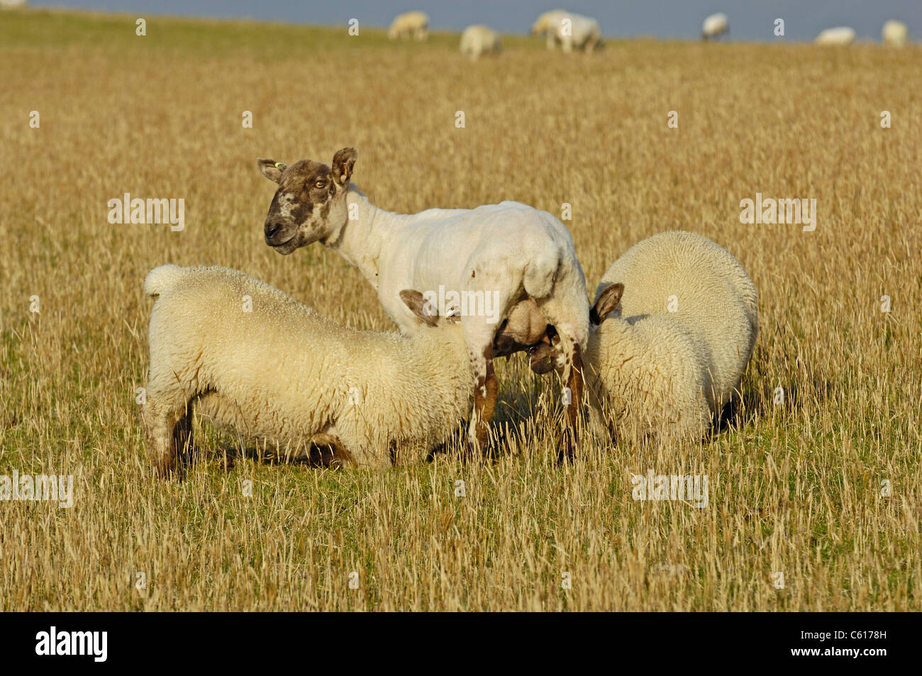 Female sheep (Hew) feeding two grown lambs with milk from her udders ...