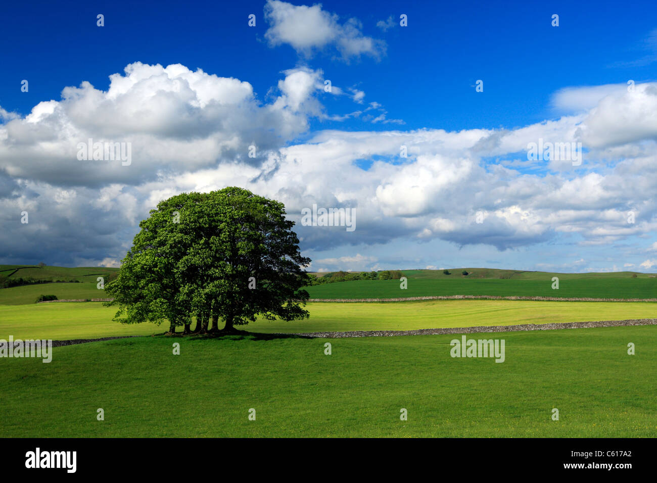 Tree in Meadow Stock Photo - Alamy