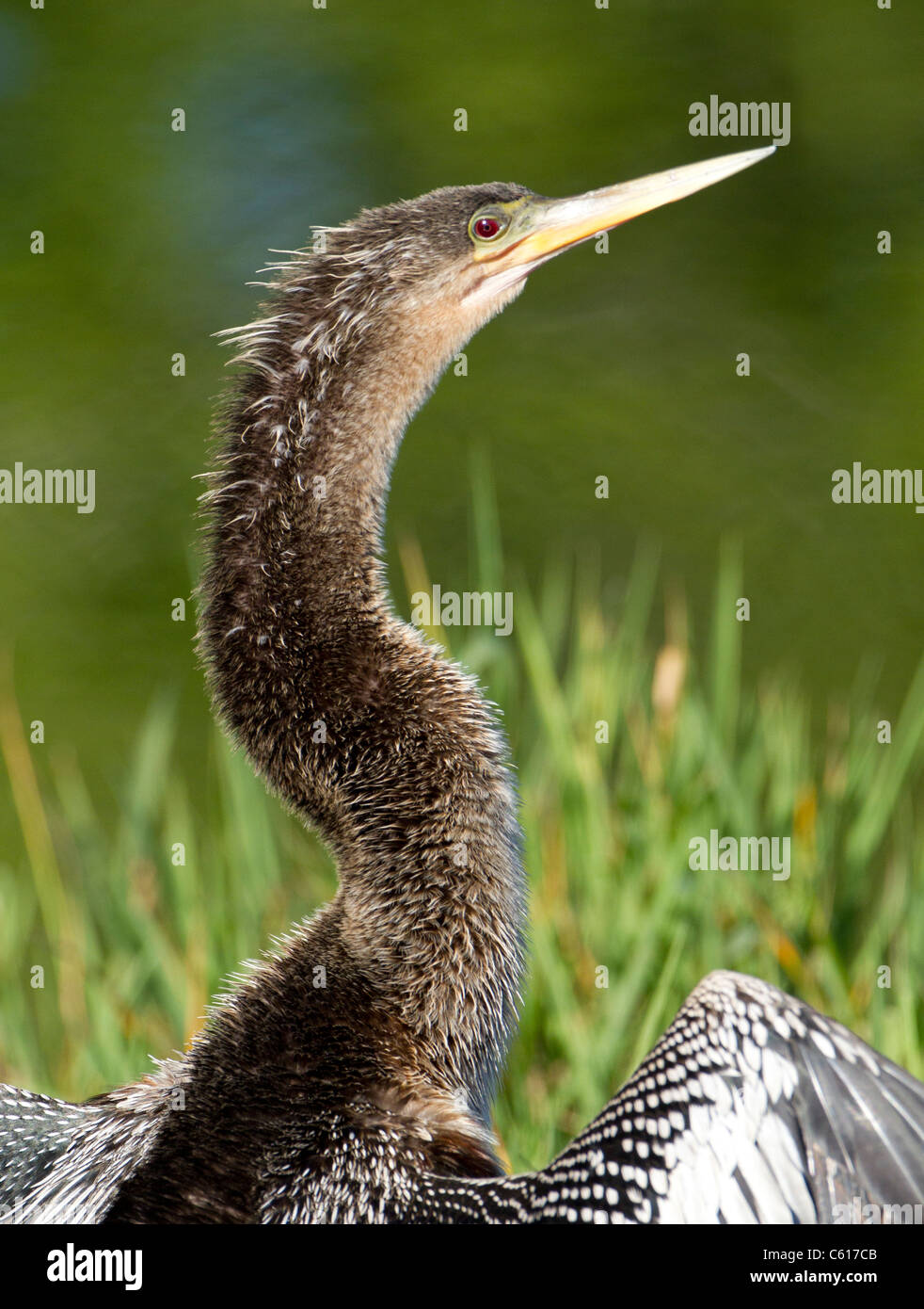 Portrait of an Anhinga (Anhinga anhinga Stock Photo - Alamy
