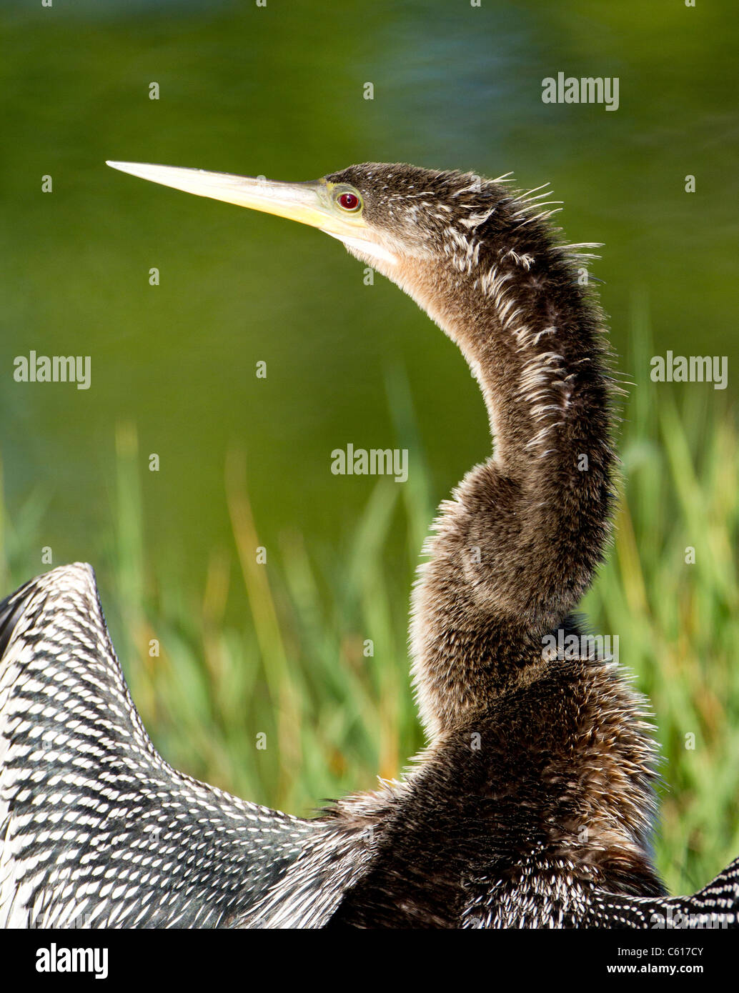Portrait of an Anhinga (Anhinga anhinga Stock Photo - Alamy